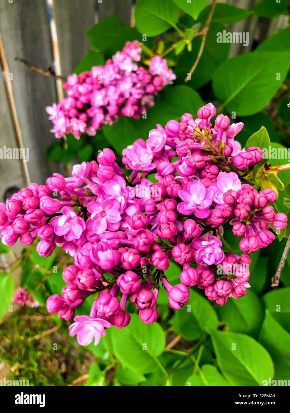 Pink lilac tree hi-res stock photography and images - Alamy