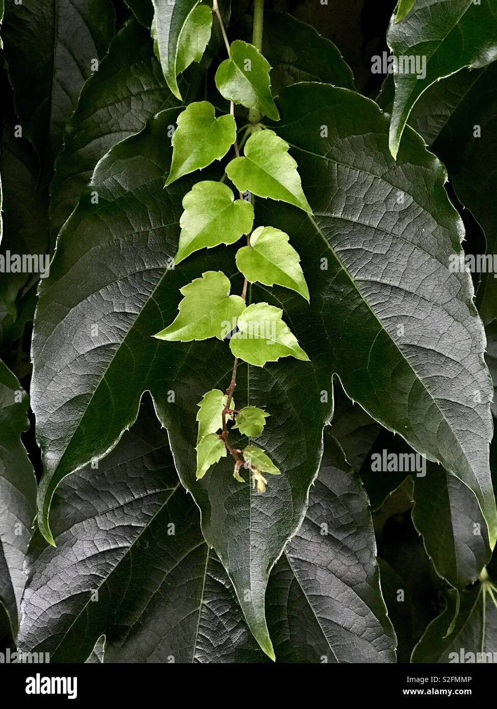 Big and small leaves Stock Photo - Alamy
