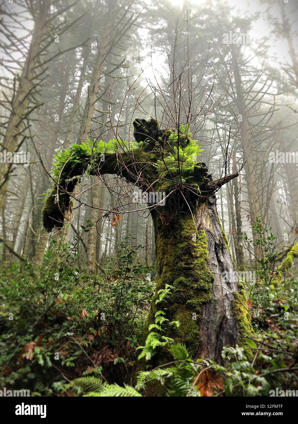 Human like tree hi-res stock photography and images - Alamy