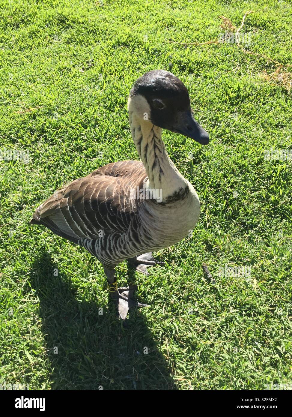 Nene goose hi-res stock photography and images - Alamy