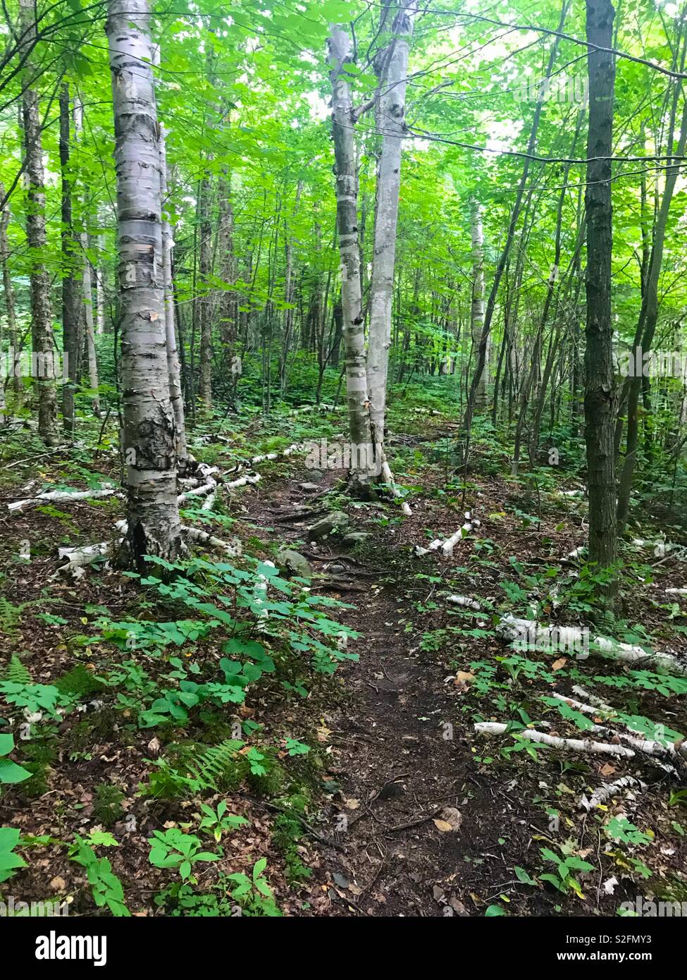 Birch forest hi-res stock photography and images - Alamy