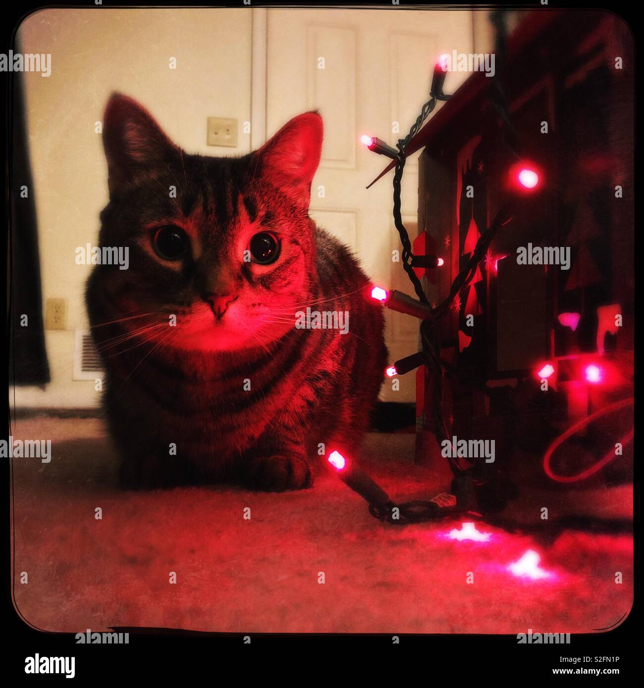 Red light cat Stock Photo - Alamy