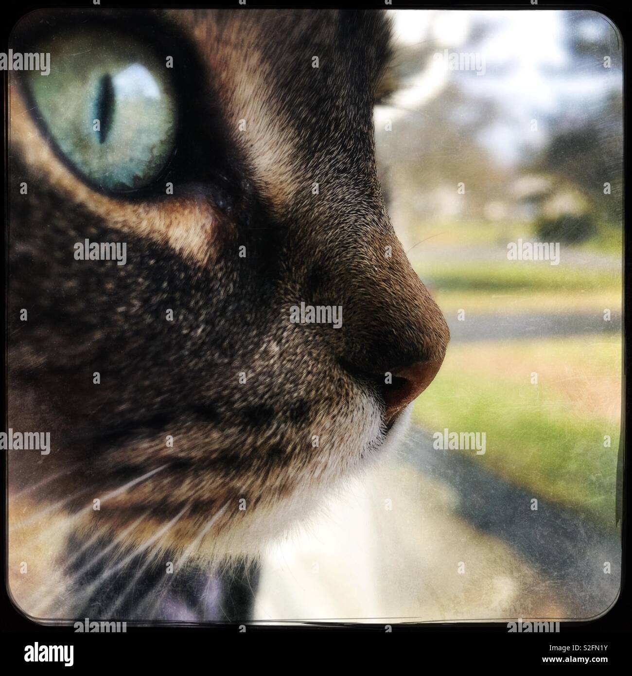 Big eyed cat hi-res stock photography and images - Alamy