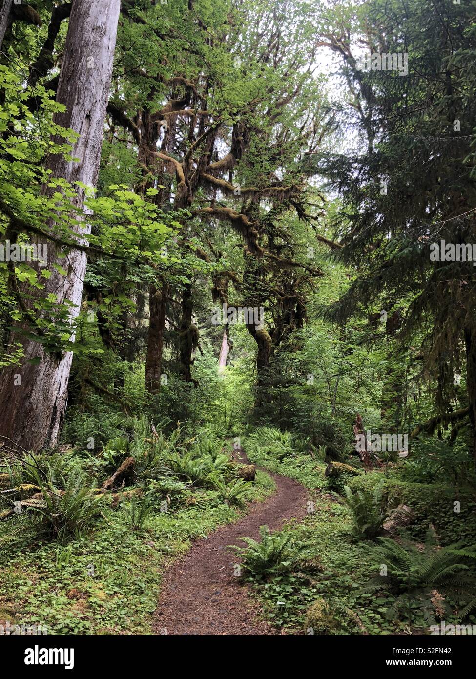 Nps forest hi-res stock photography and images - Alamy