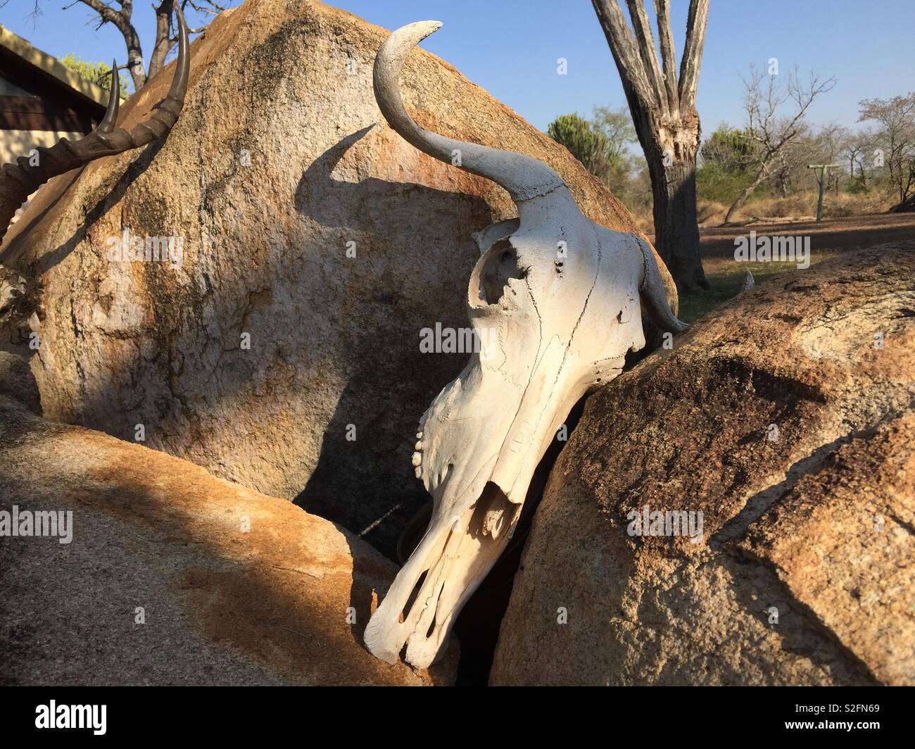 Skull in Africa Stock Photo - Alamy