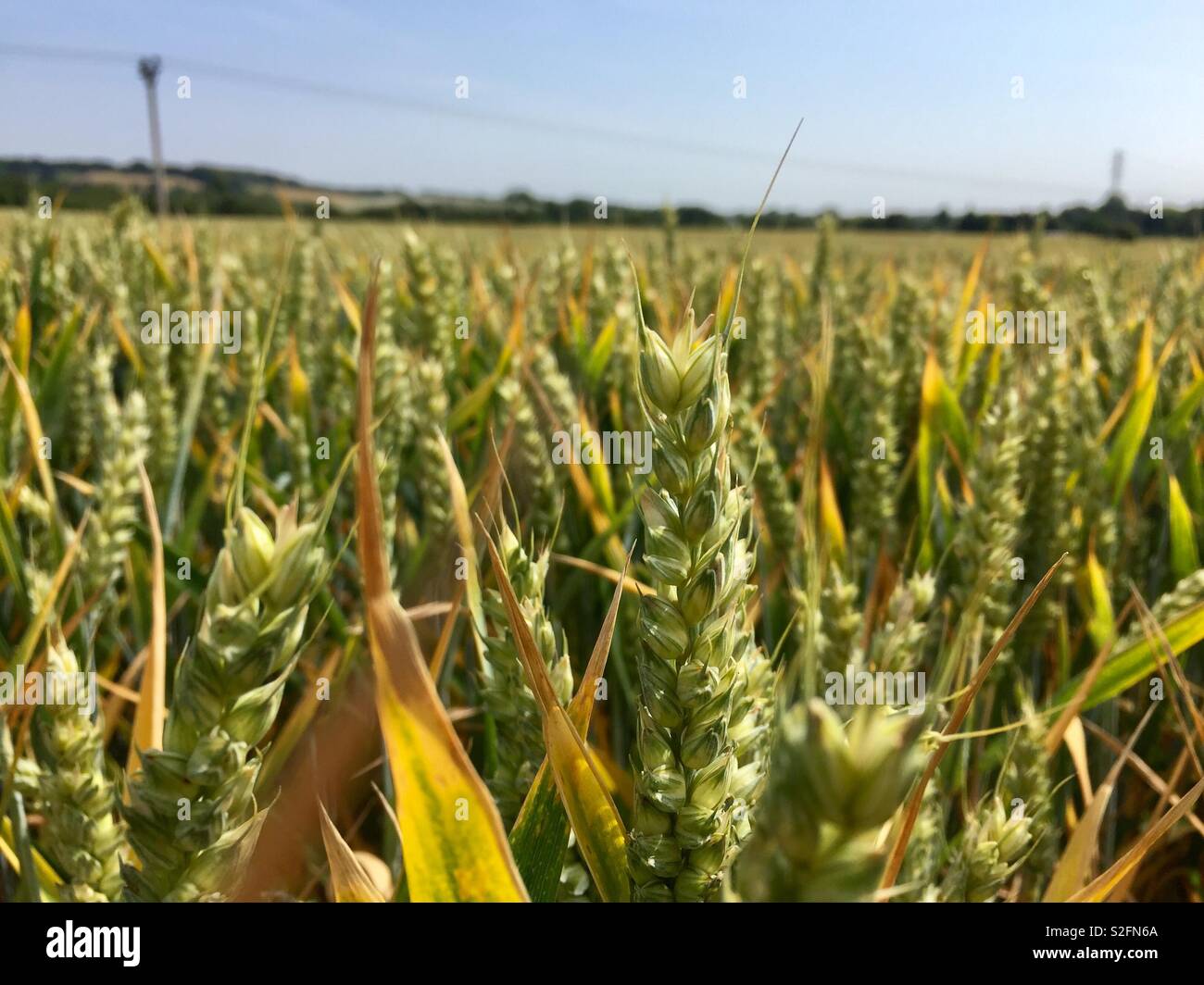 With hop fields hi-res stock photography and images - Alamy
