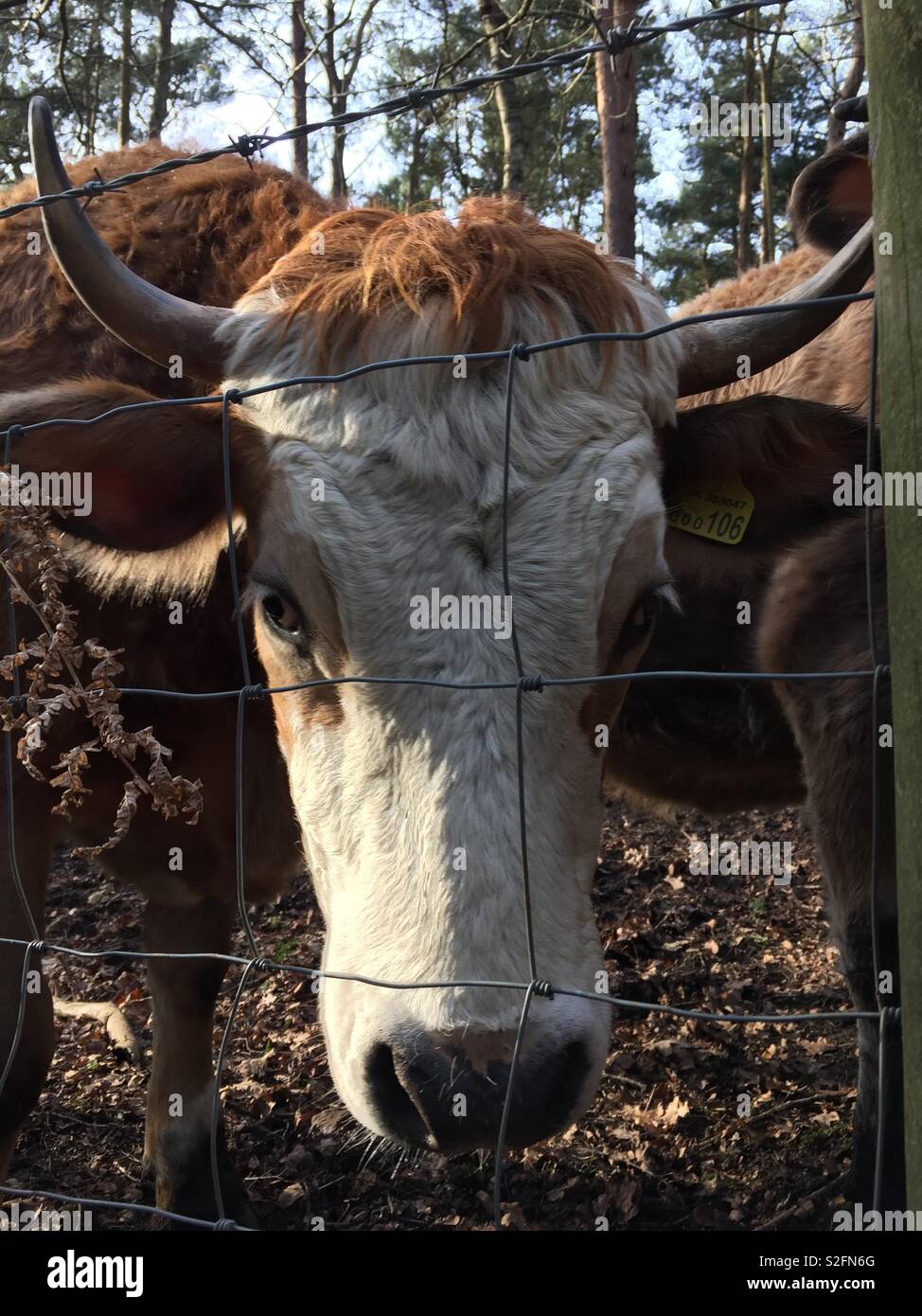Curly cow hi-res stock photography and images - Alamy