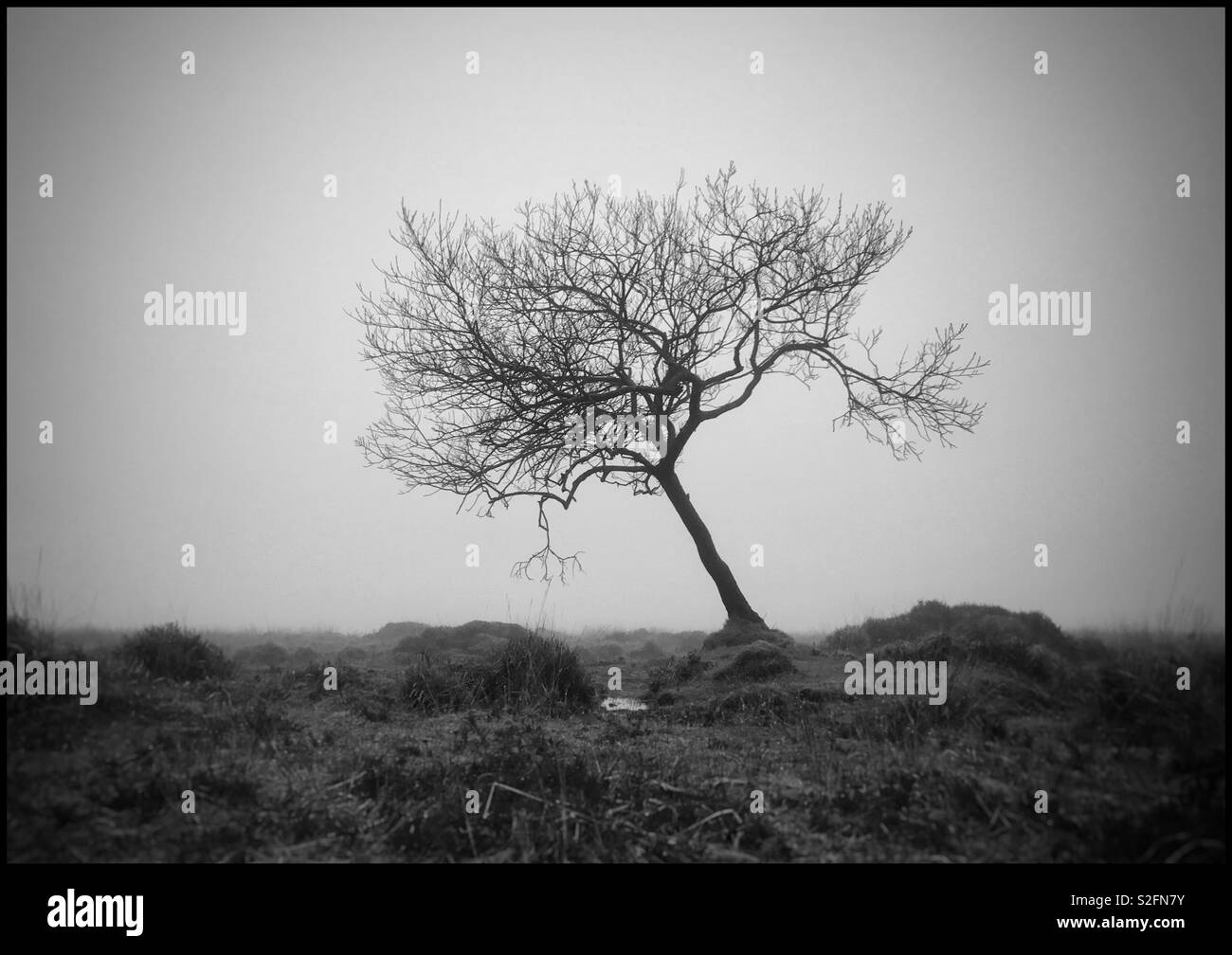 Tree in winter mist Stock Photo - Alamy