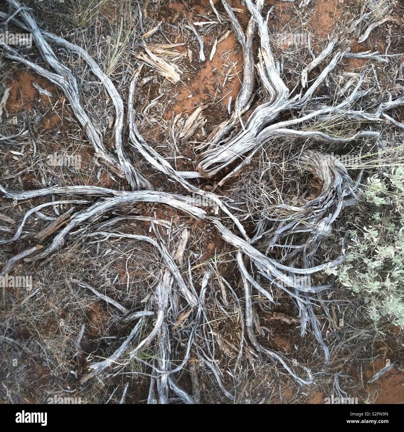 Tree roots pattern hi-res stock photography and images - Alamy