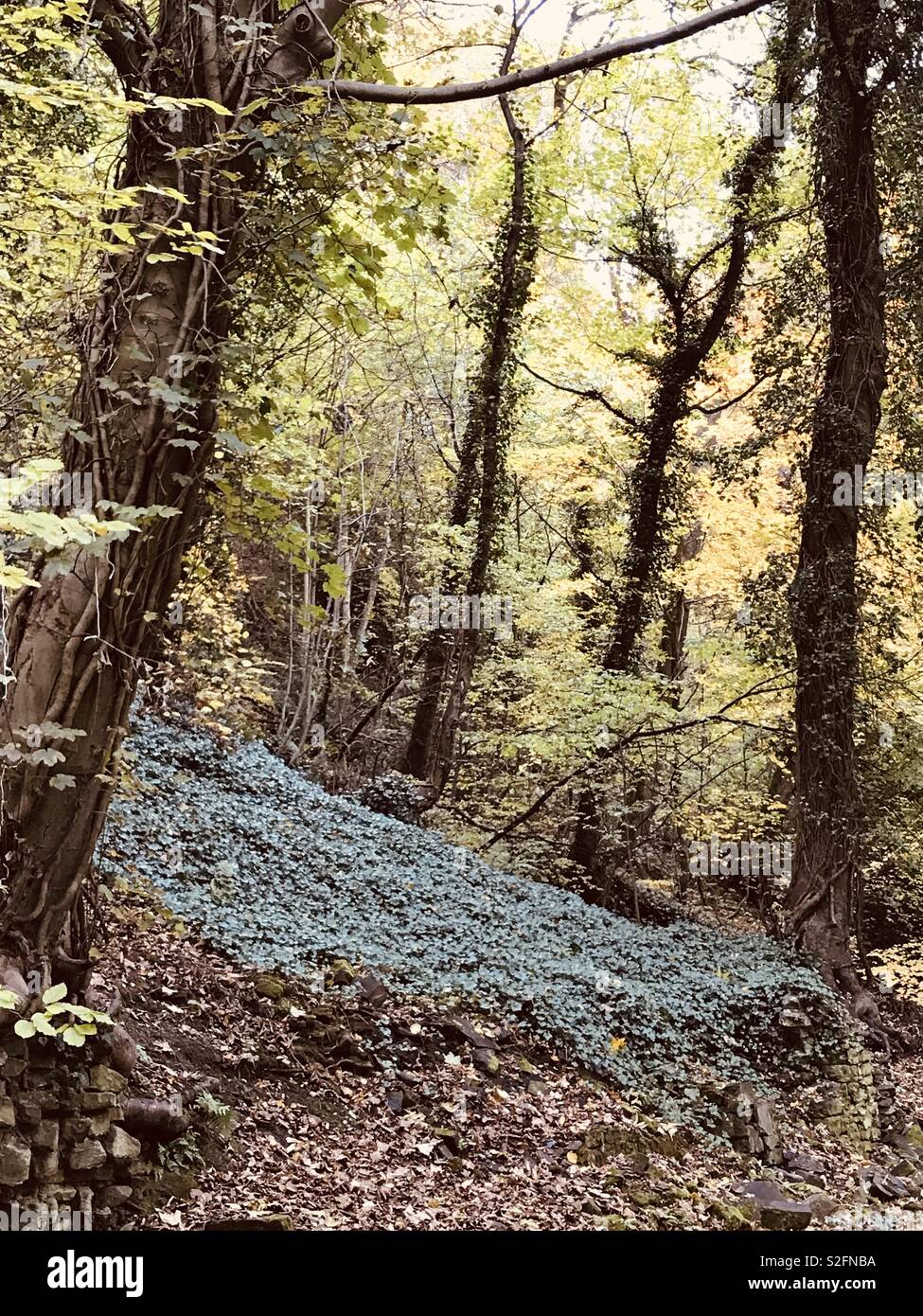 Sheffield forest hi-res stock photography and images - Alamy