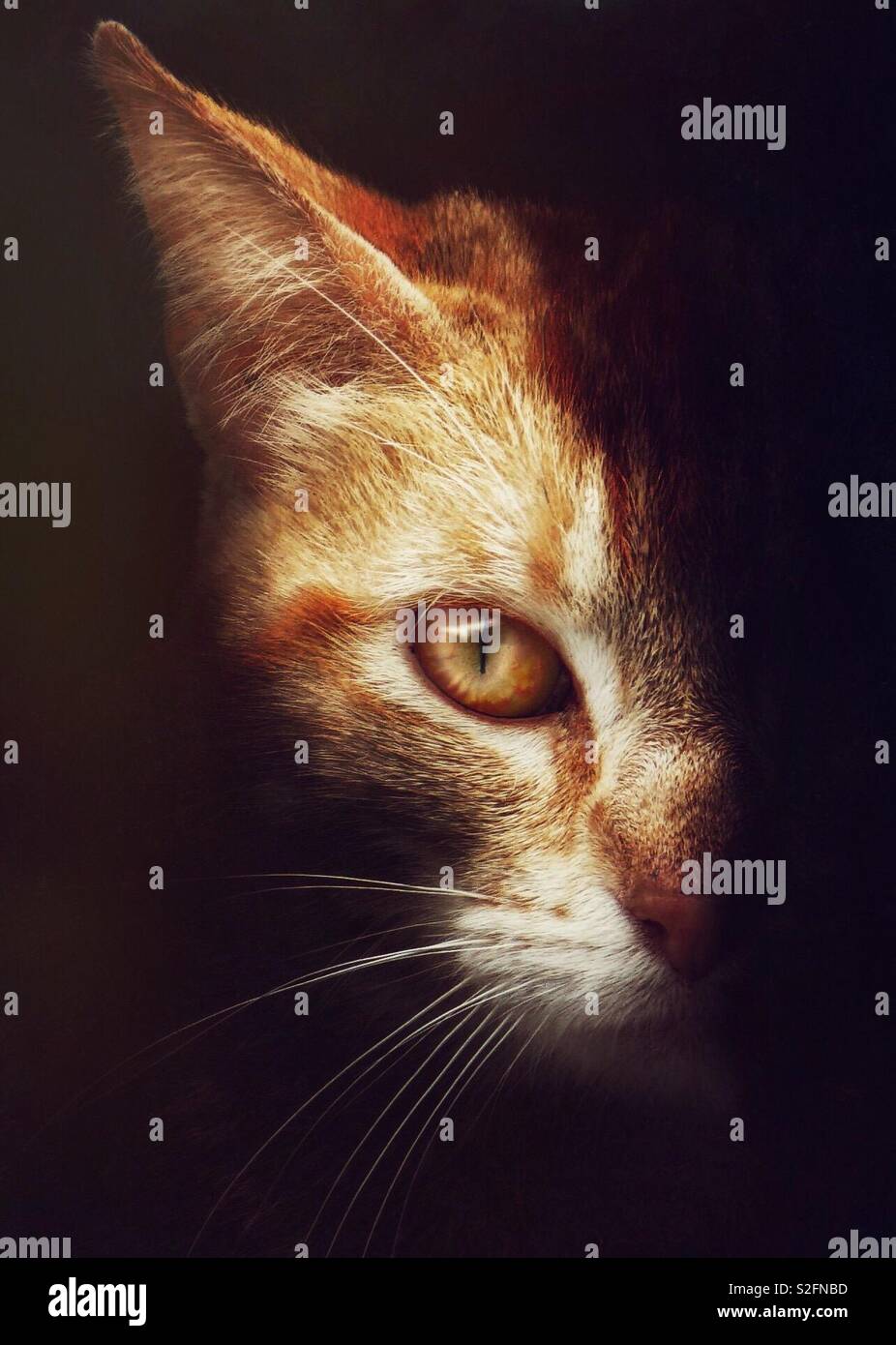 the beautiful brown cat kitty portrait Stock Photo - Alamy