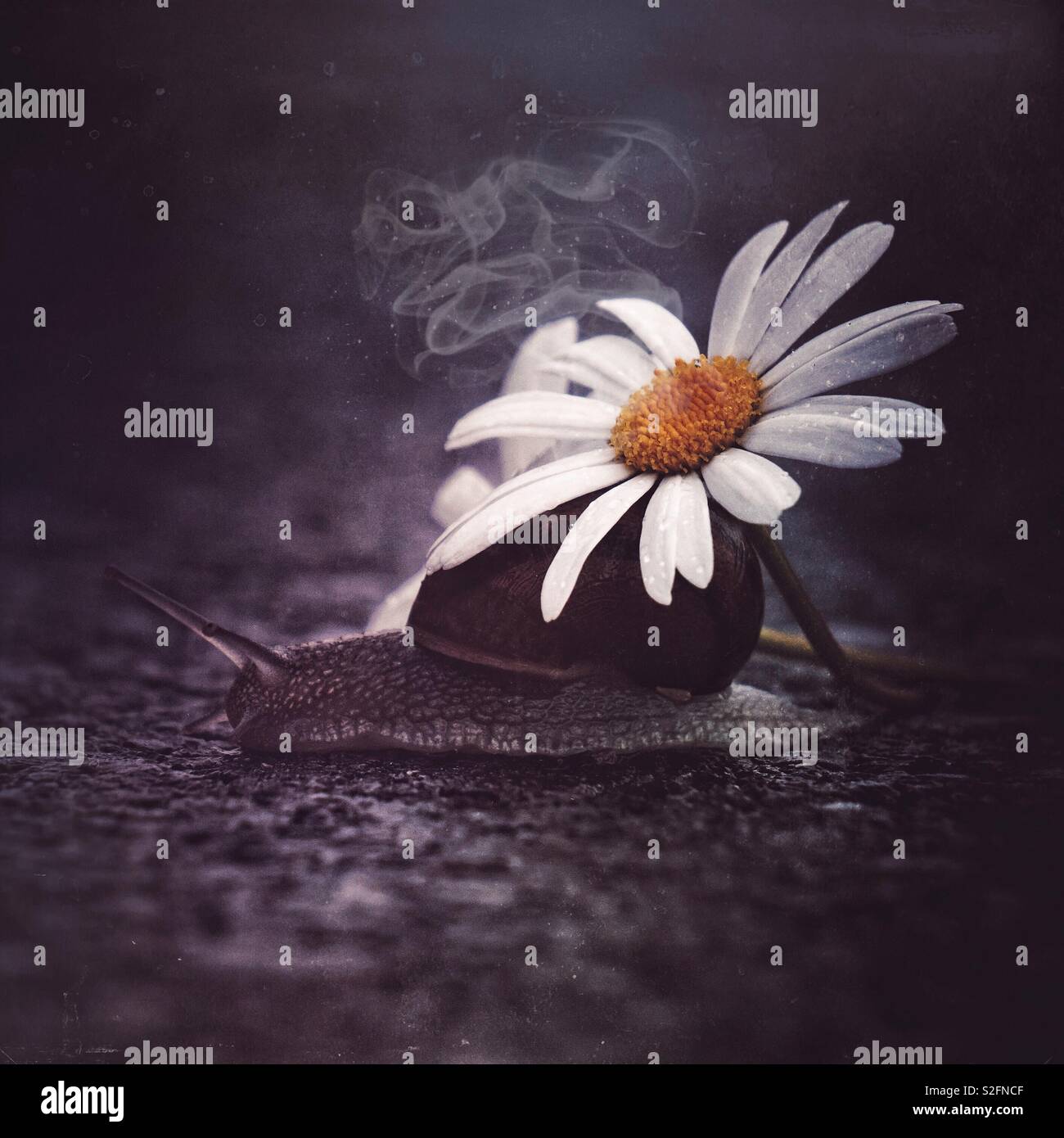 snail and daisy flower in the nature Stock Photo - Alamy