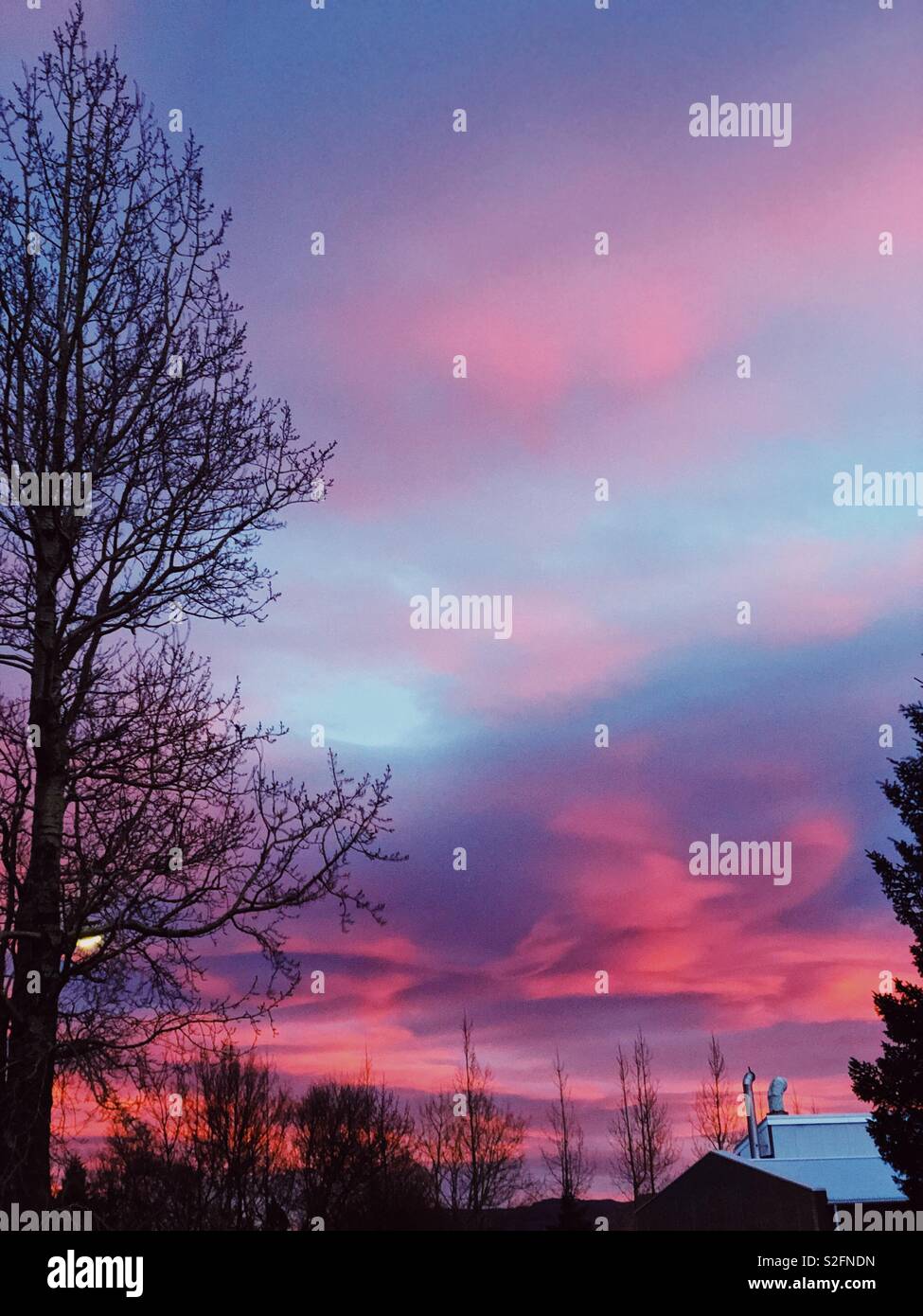 Pink sky tree hi-res stock photography and images - Alamy