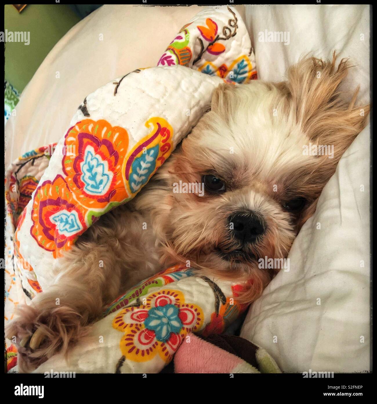 Dog under covers hi-res stock photography and images - Alamy