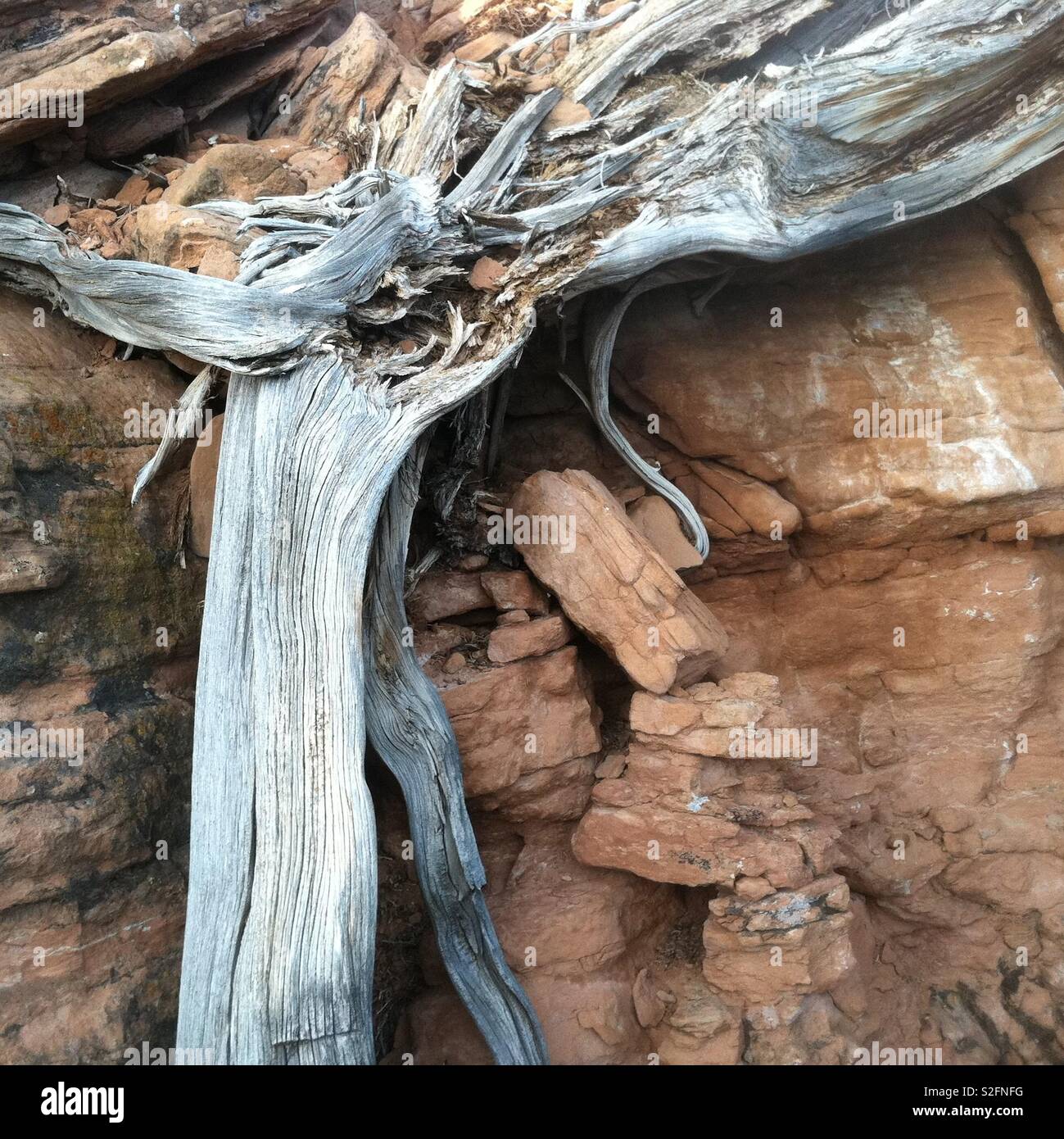 Root in the rock hi-res stock photography and images - Alamy