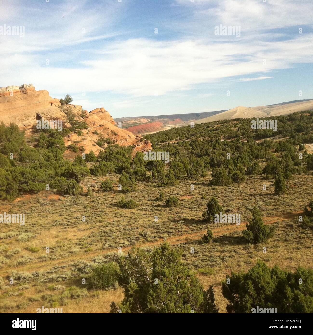 Pine tree vista Stock Photo - Alamy