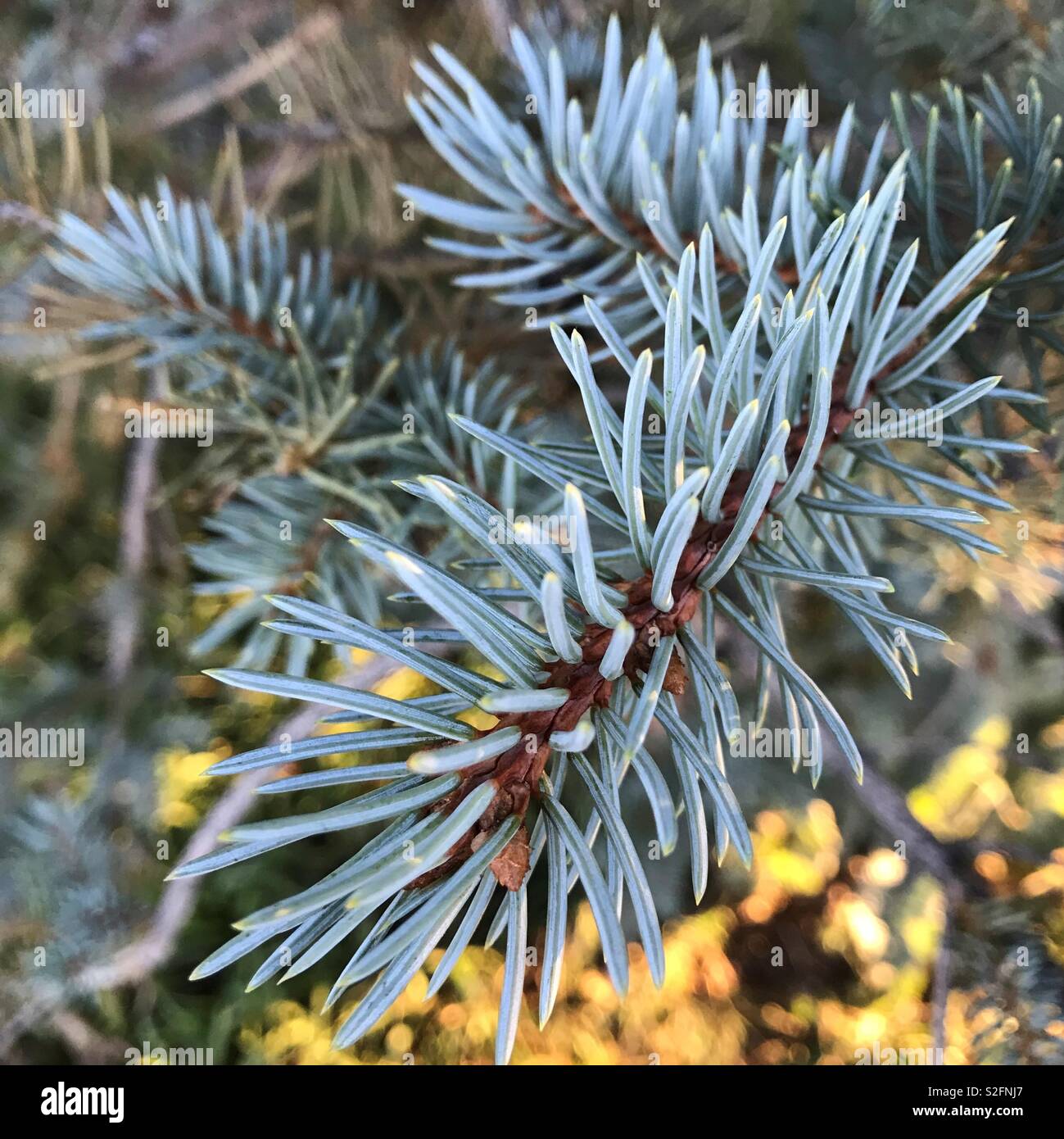 Fir sharp hi-res stock photography and images - Alamy