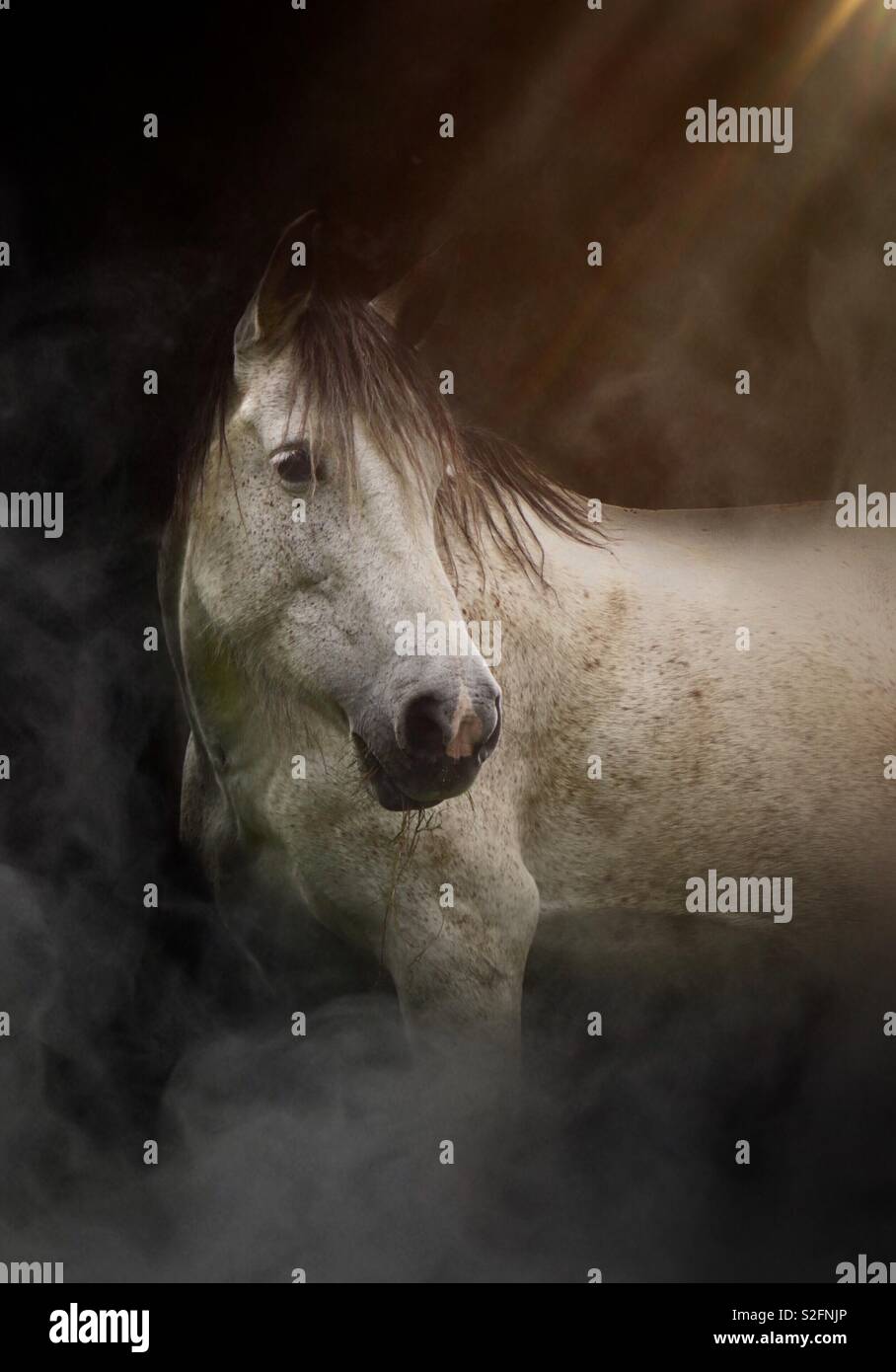 The great white horse hi-res stock photography and images - Alamy