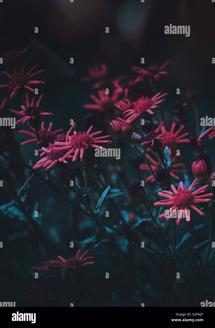 beautiful red flowers in the garden Stock Photo - Alamy