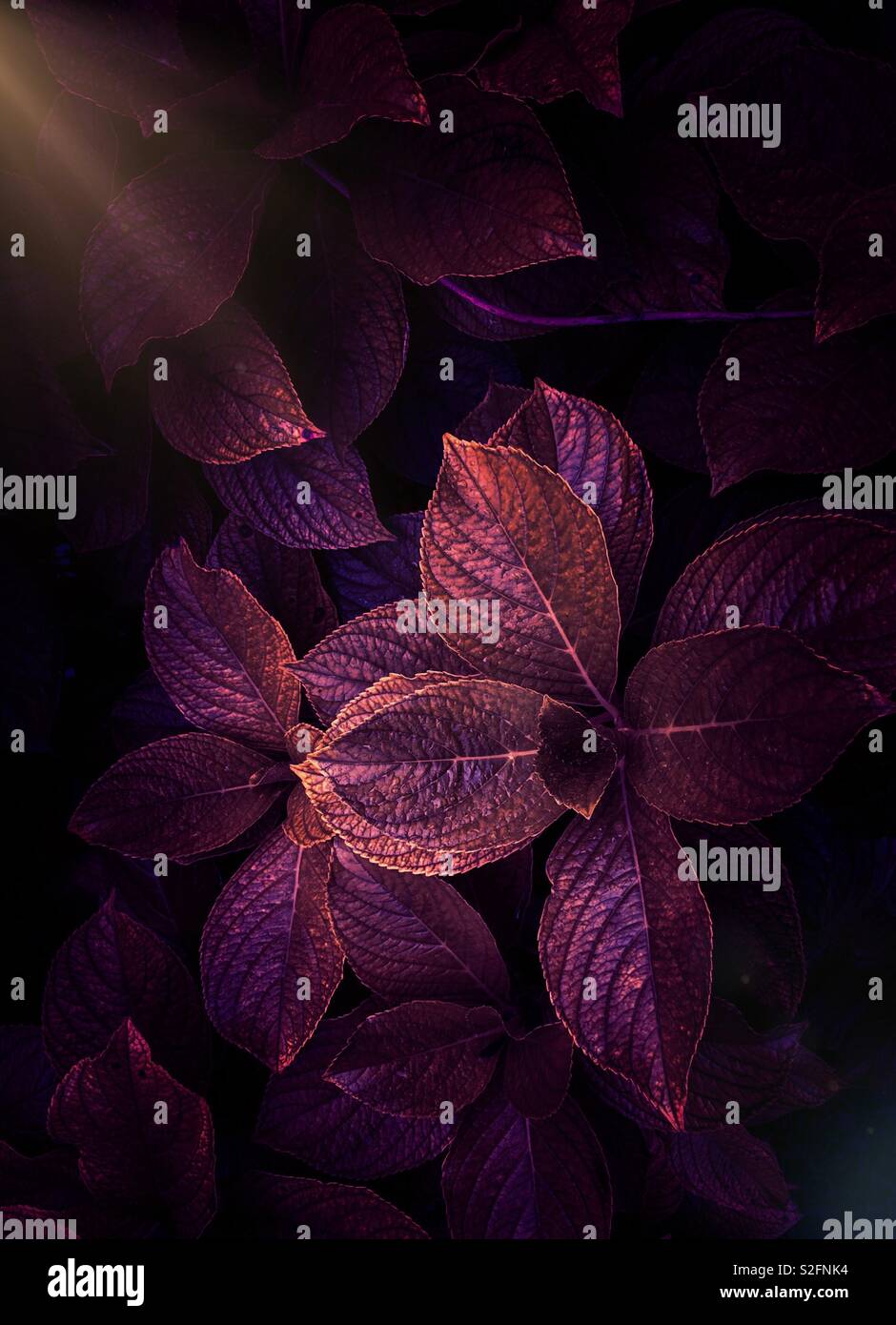 pink plant leaves texture in the garden Stock Photo - Alamy