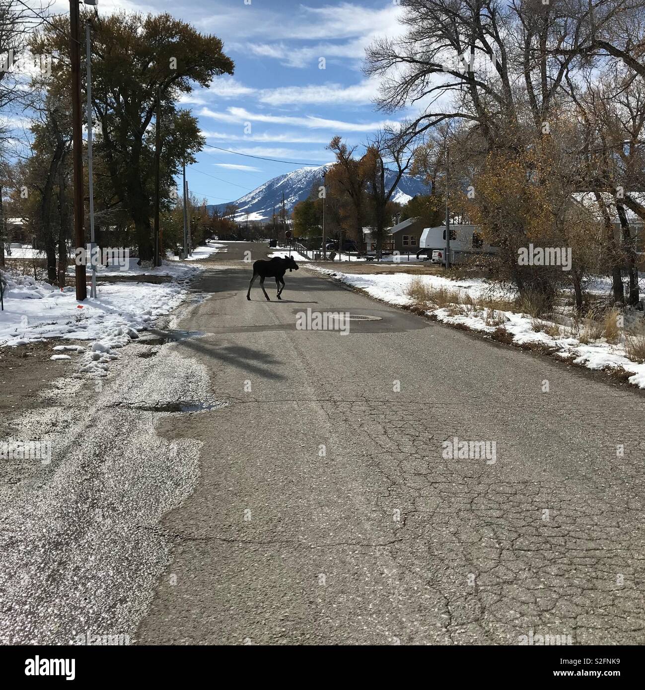 Moose street hi-res stock photography and images - Alamy