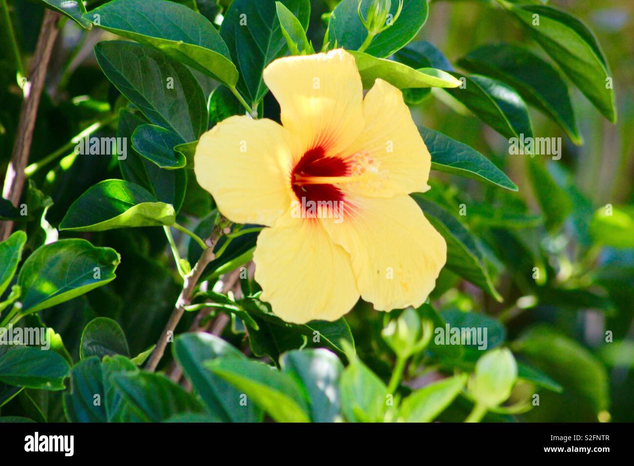 Hawaiian yellow flower Stock Photo - Alamy