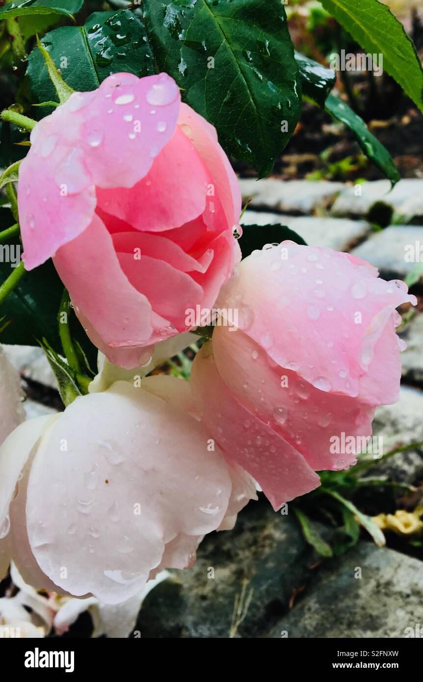Raindrops on roses hi-res stock photography and images - Alamy