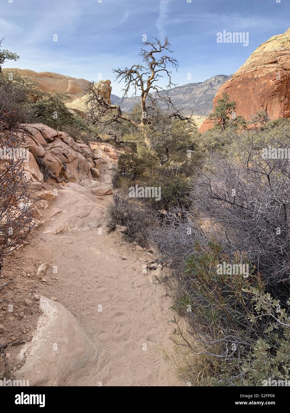 Gnarly tree hi-res stock photography and images - Alamy