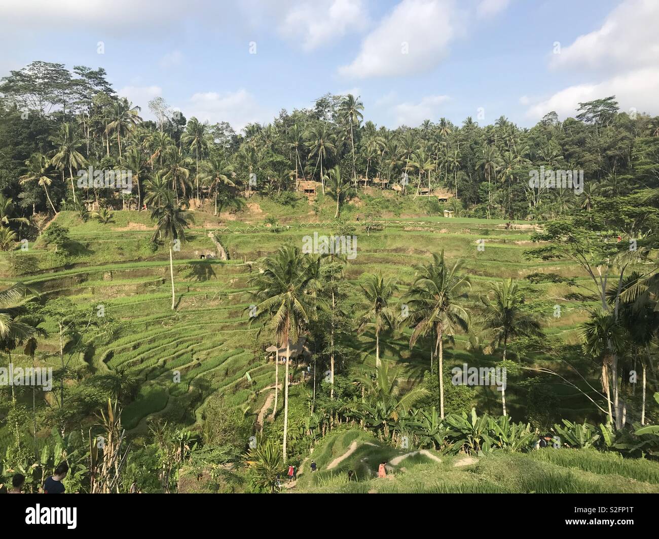 Bali Rice fields Stock Photo - Alamy