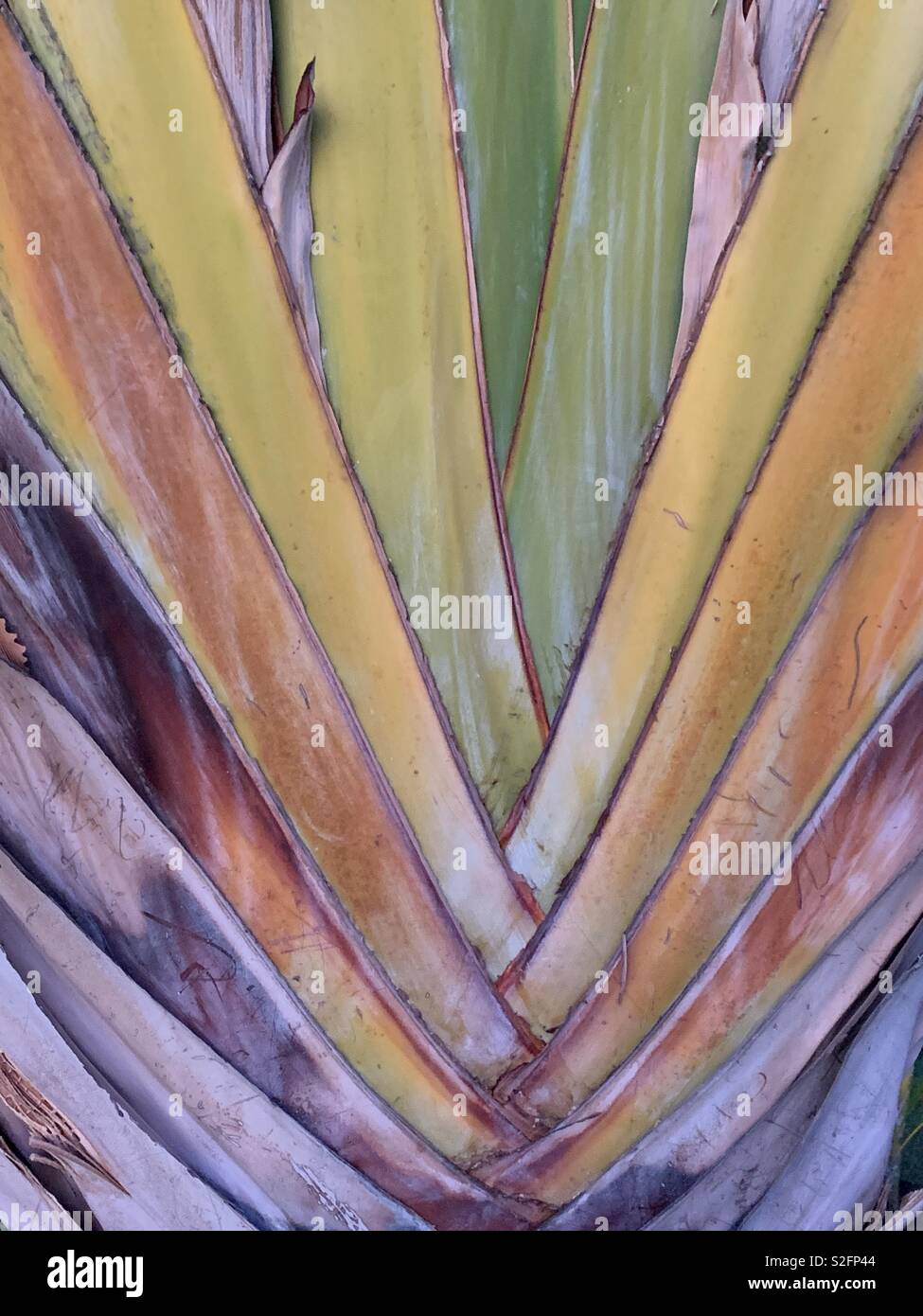 Colourful palm hi-res stock photography and images - Alamy