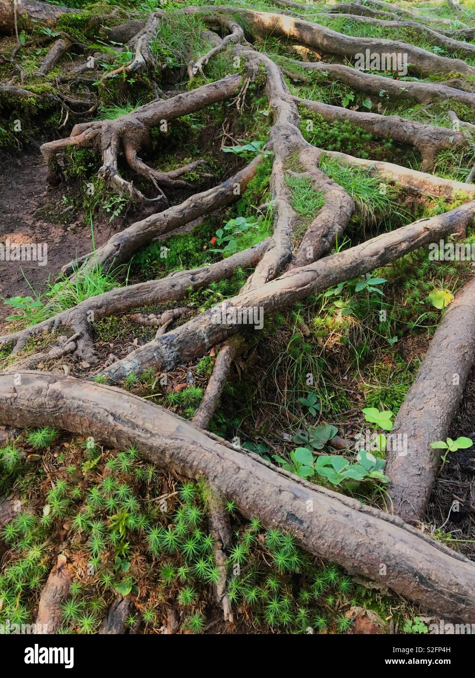 Tree roots along hiking path Stock Photo - Alamy