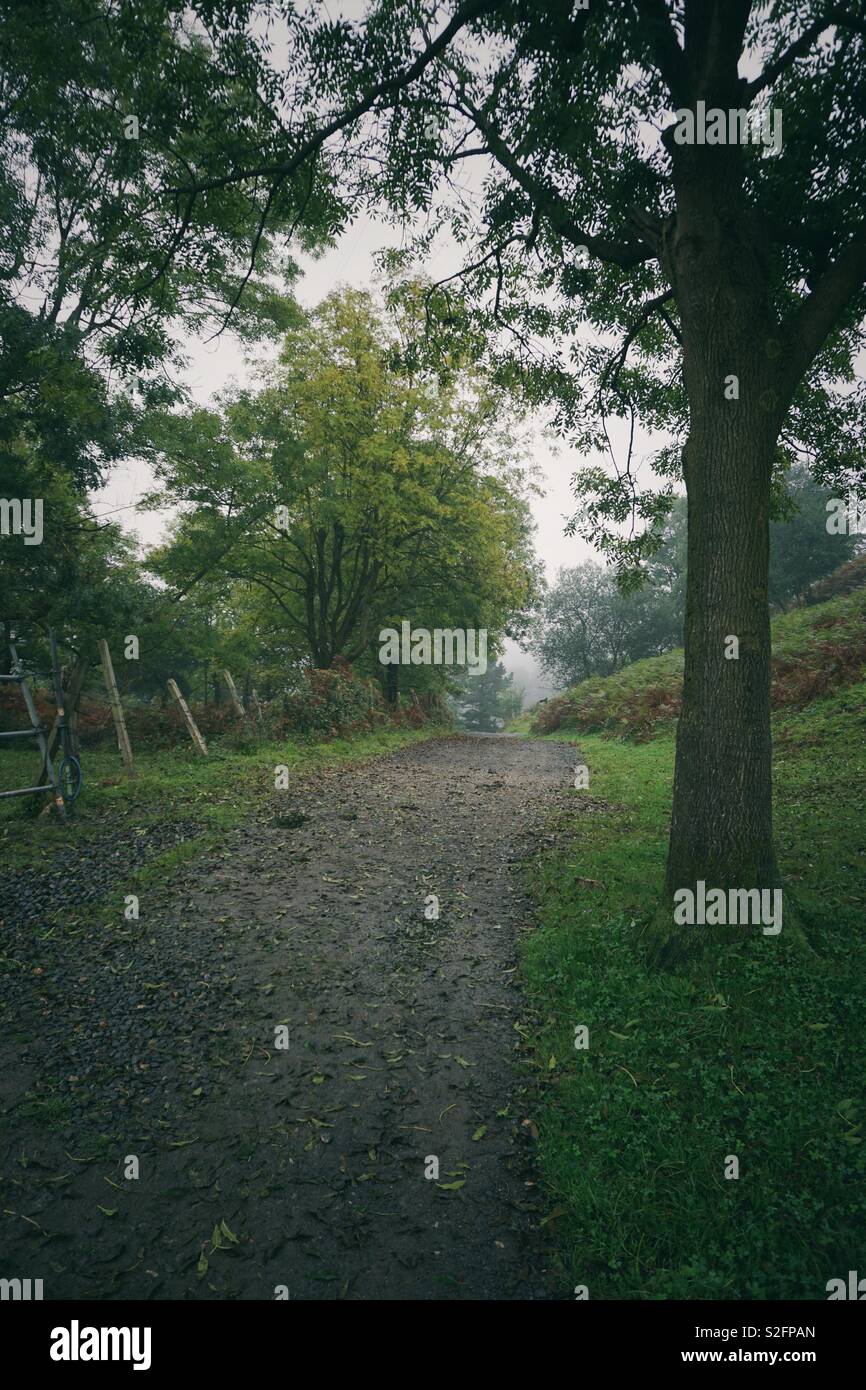 road with green trees in the forest Stock Photo - Alamy