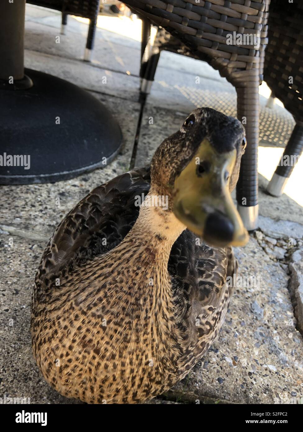 Close up inquisitive hi-res stock photography and images - Alamy