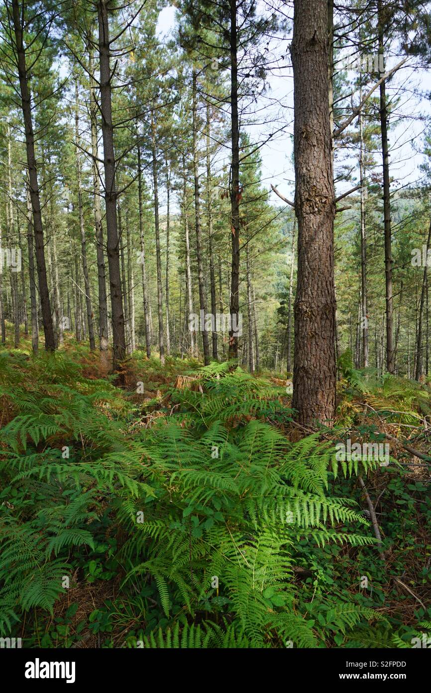 green trees in the forest in the mountain Stock Photo - Alamy