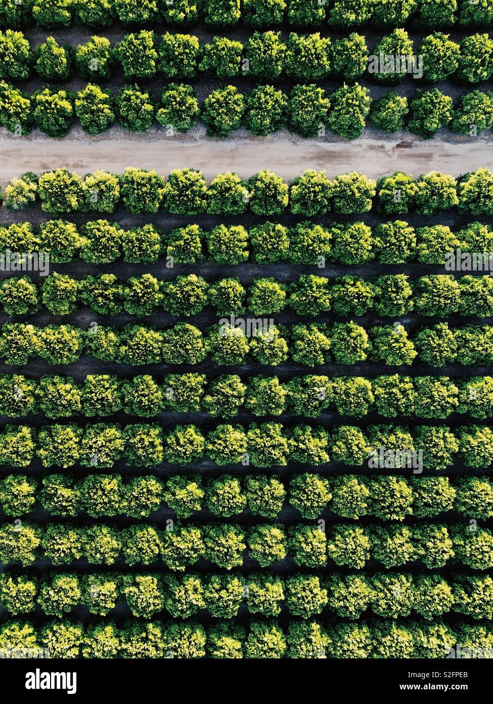 Trees from Above Stock Photo - Alamy