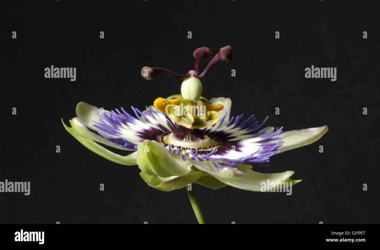 Flower of many colours Stock Photo - Alamy