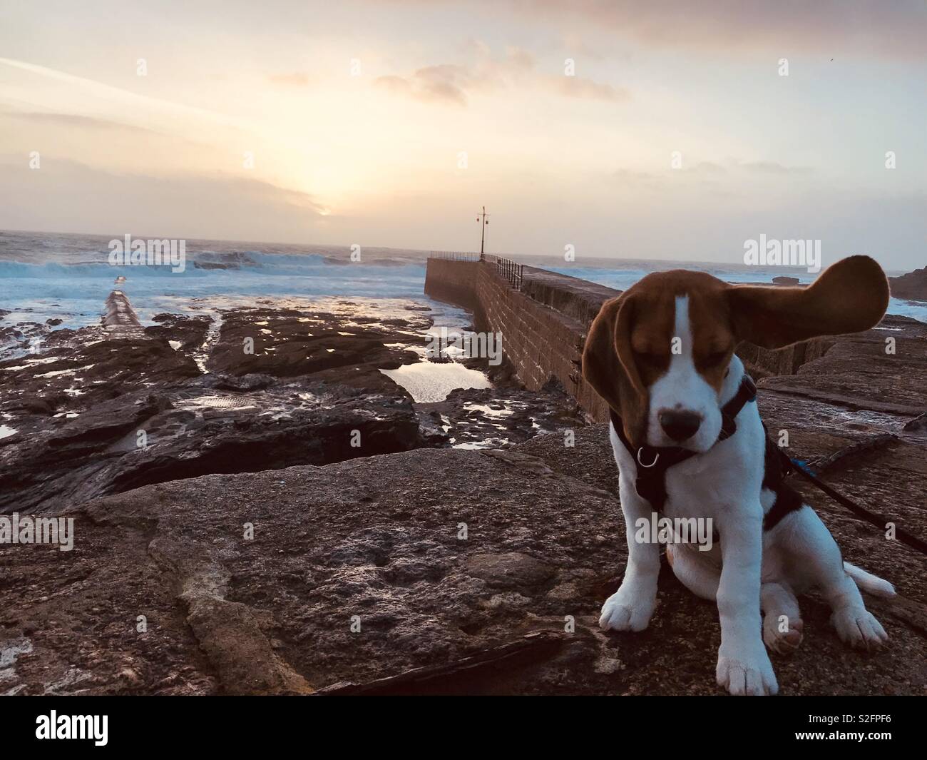 Windy ears dog hi-res stock photography and images - Alamy