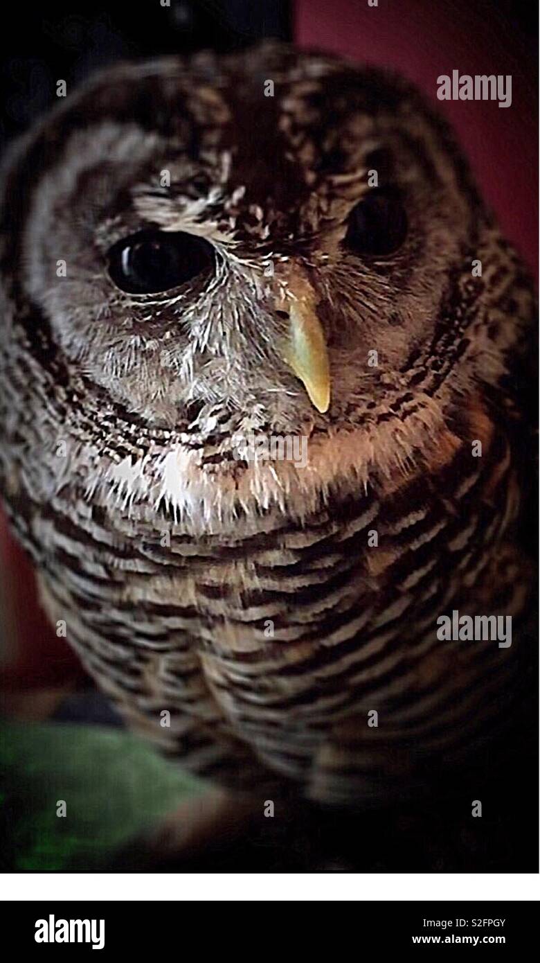 Bird, feathers, owl, close-up Stock Photo - Alamy