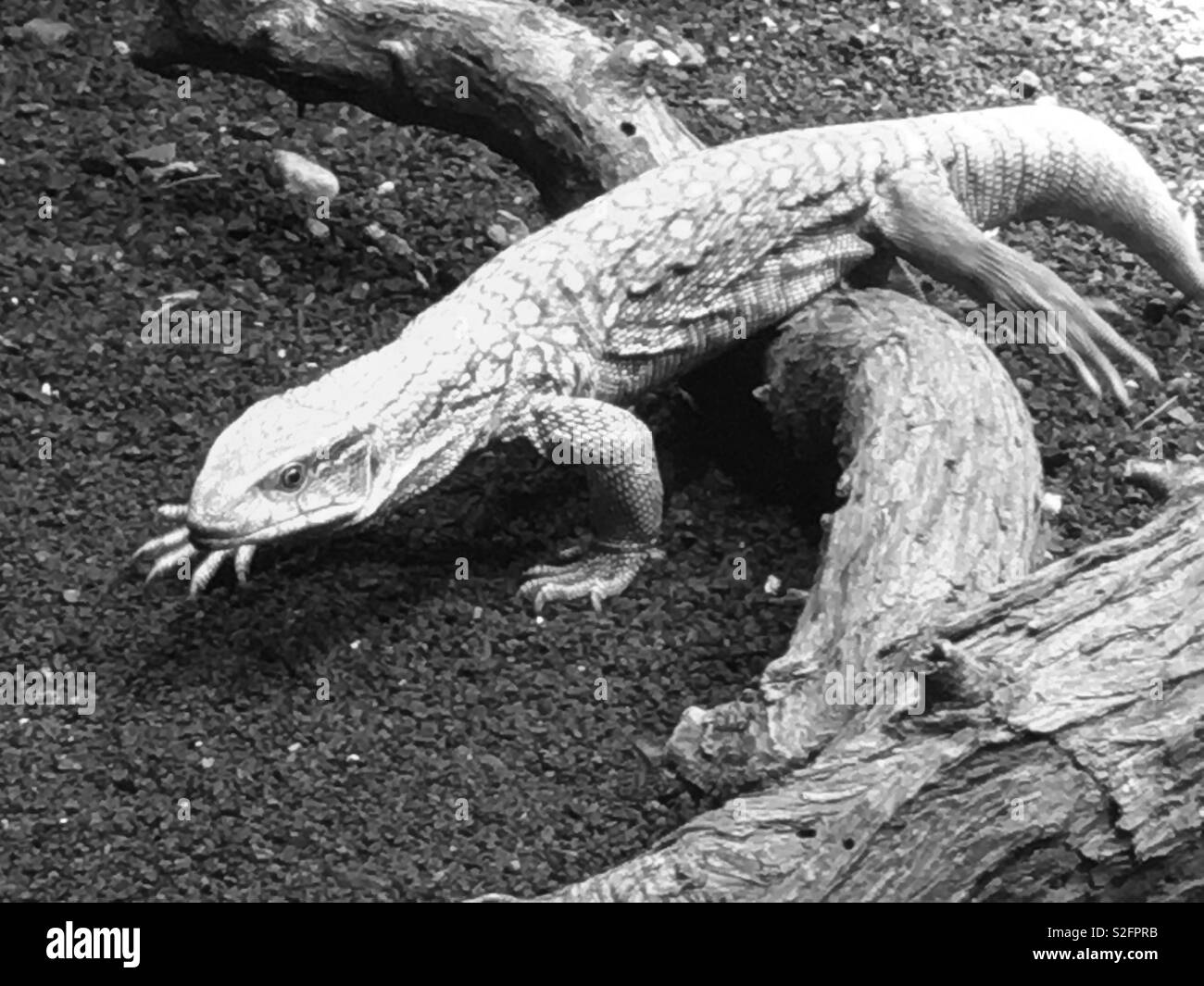 Walking lizard hi-res stock photography and images - Alamy