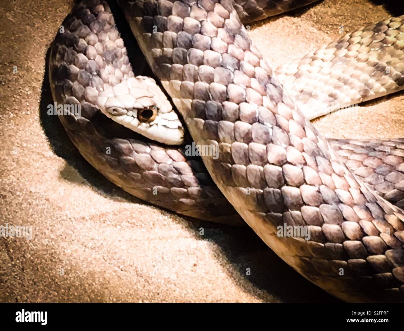 Cold blooded animals hi-res stock photography and images - Alamy