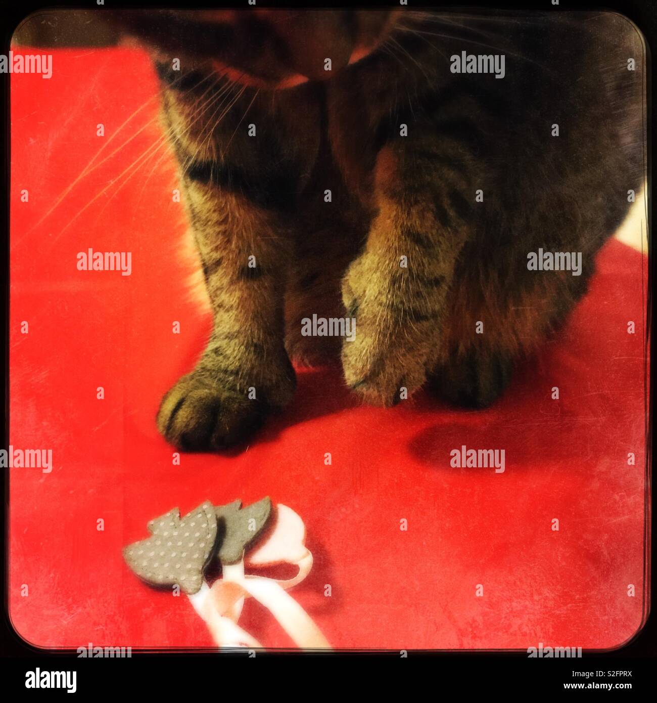 Polydactyl paws hi-res stock photography and images - Alamy