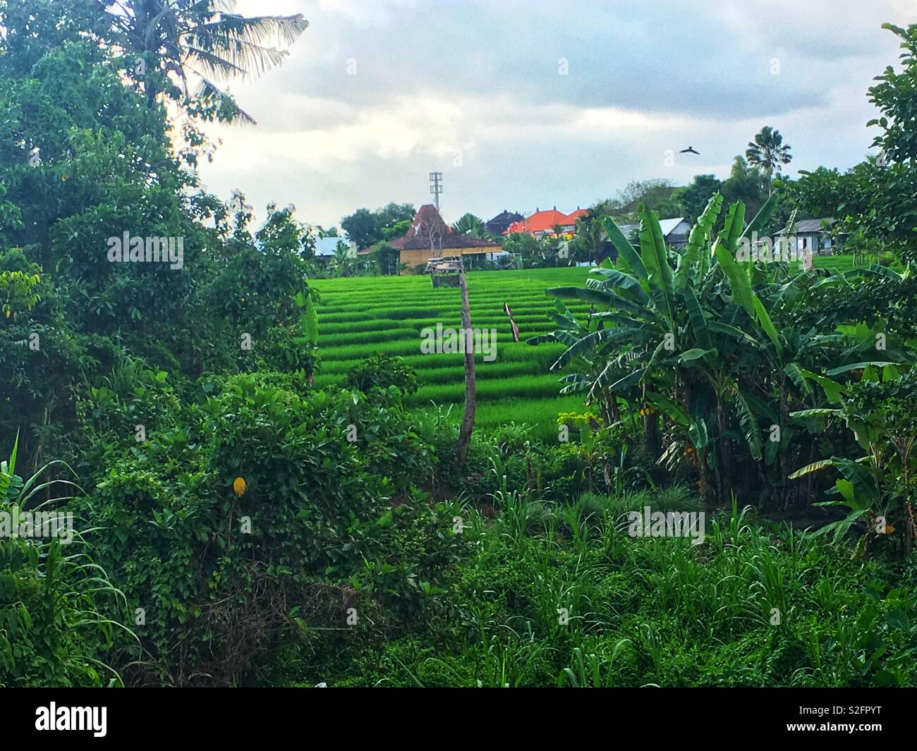 Rice fields in jungle Stock Photo - Alamy