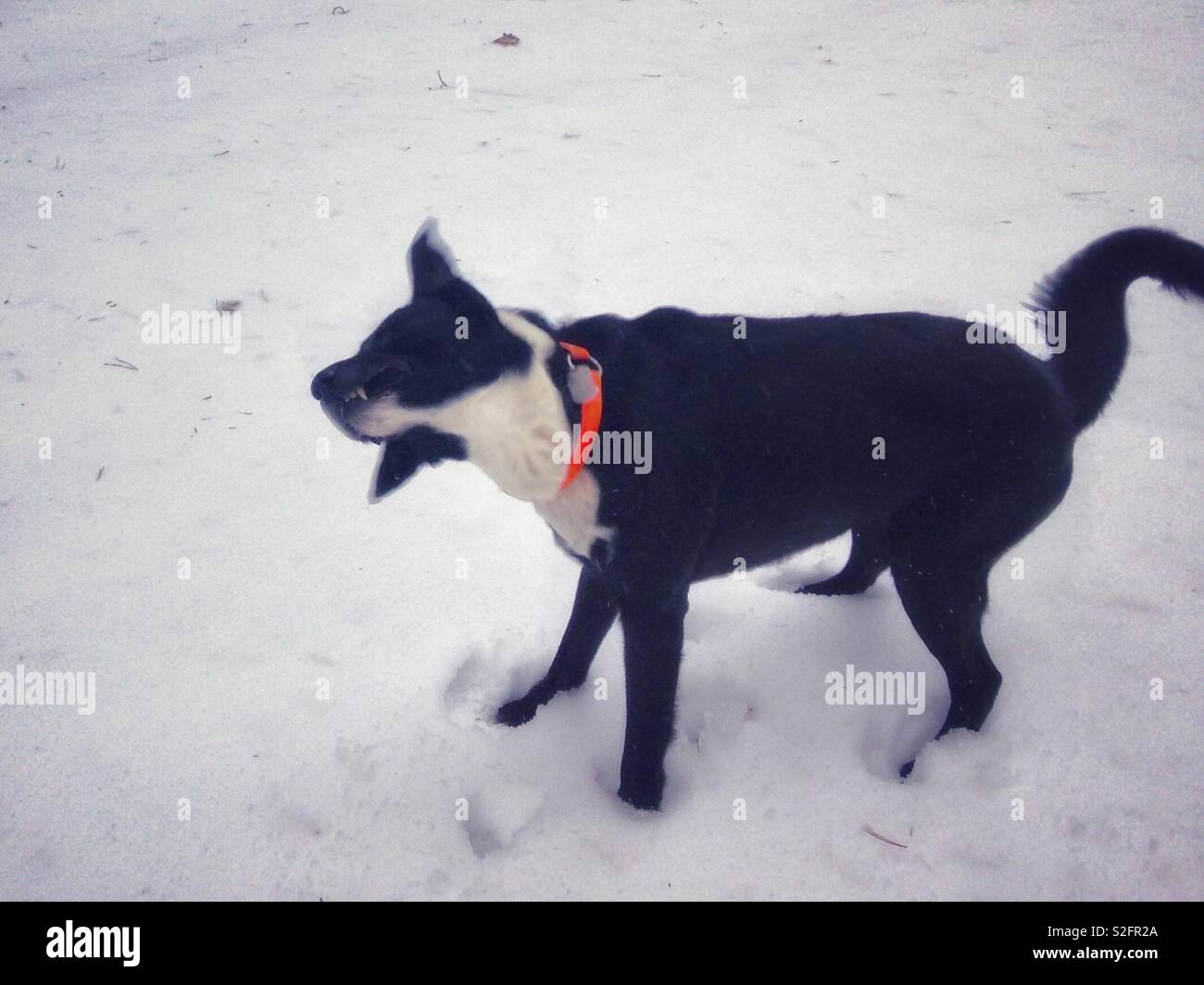 Black and white dog in the snow, shaking it up Stock Photo - Alamy