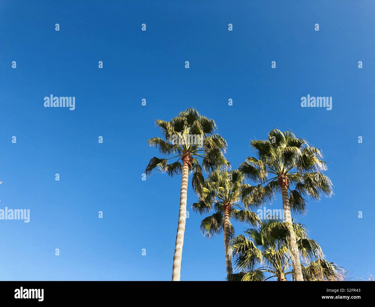 Palm trees against bright hi-res stock photography and images - Alamy