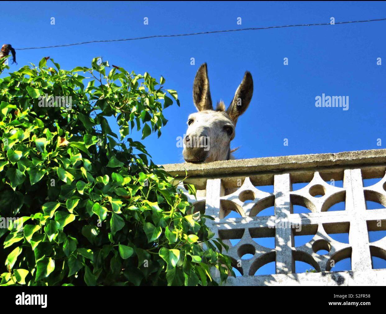 Good donkey hi-res stock photography and images - Alamy