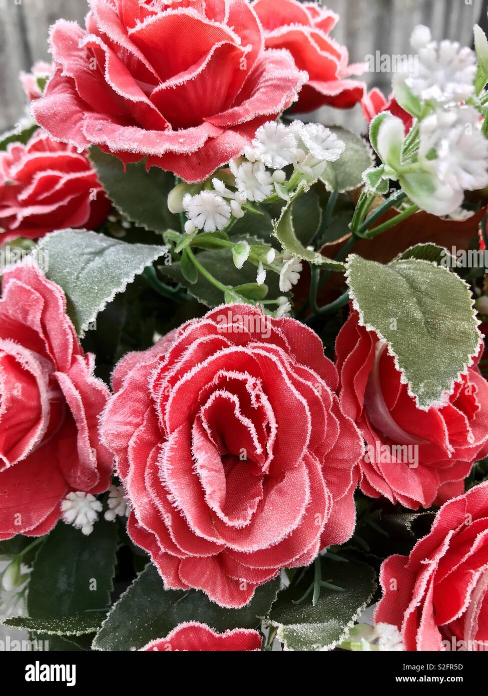 Frozen roses hi-res stock photography and images - Alamy