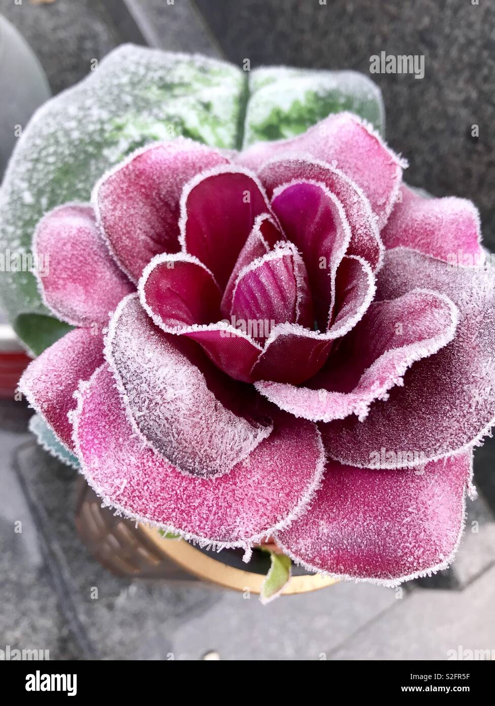 Frozen flower hi-res stock photography and images - Alamy