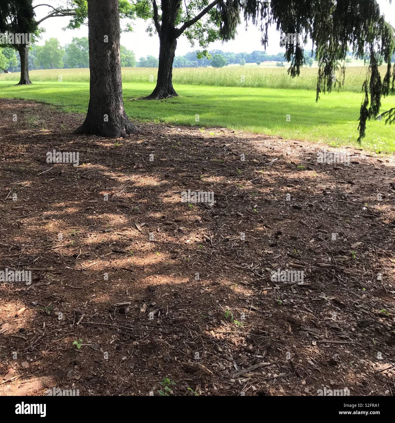 Sunlight dappled clearing hi-res stock photography and images - Alamy