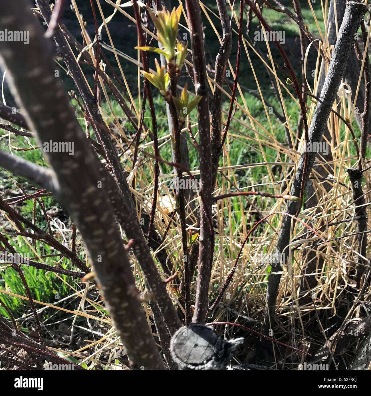 Spring budding 2 Stock Photo - Alamy