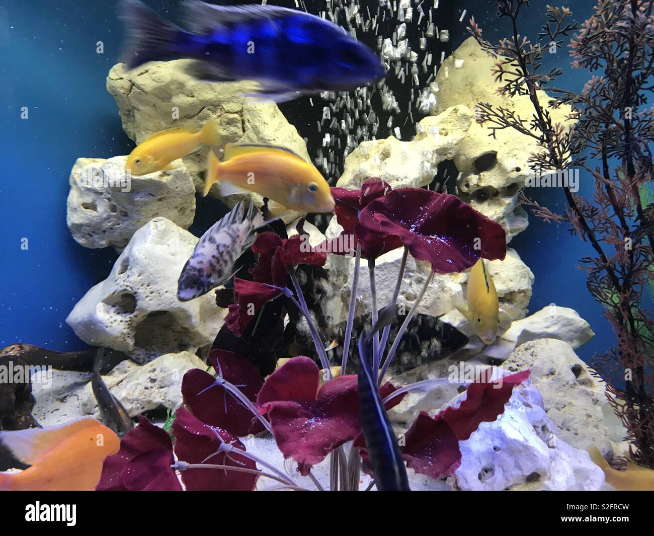 Free fish hi-res stock photography and images - Alamy